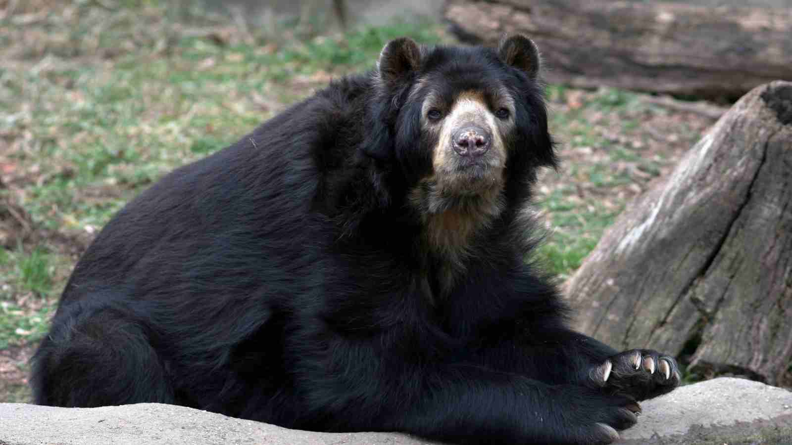 Goldilocks defying the big, bad bears on ausbiz