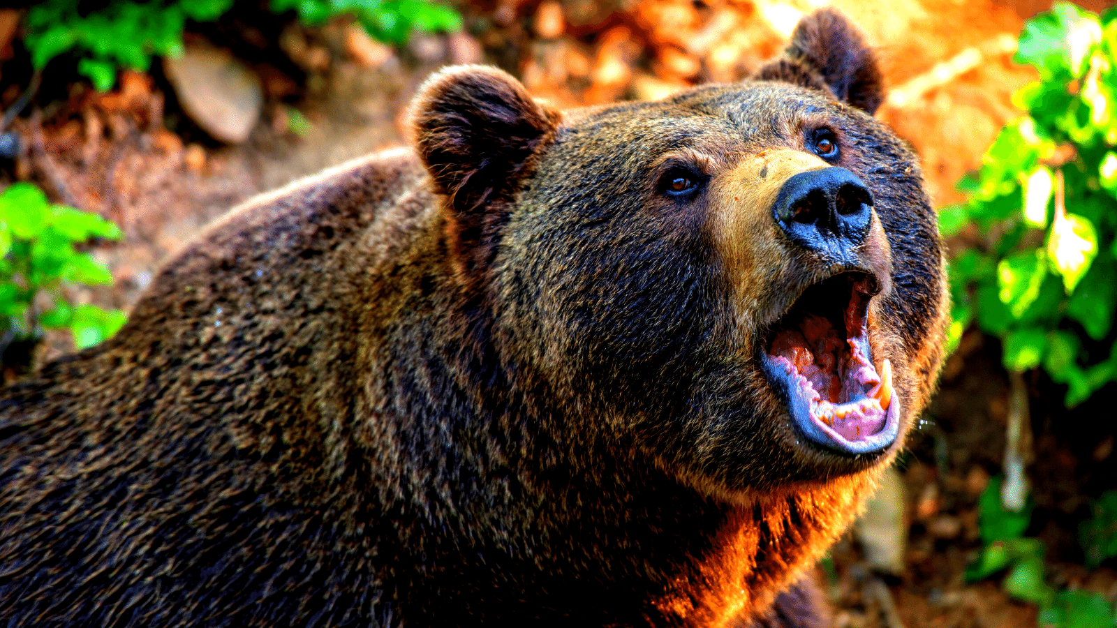 American bears roar on ausbiz
